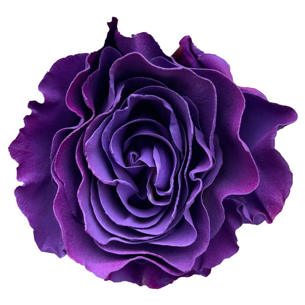 Bicolor Light Purple – Natuflor