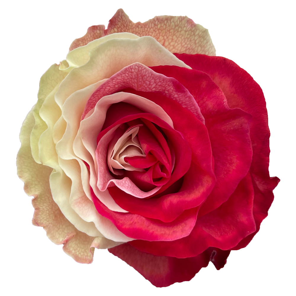 Blanc Rouge – Natuflor