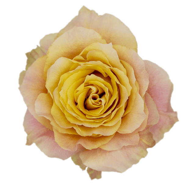 Light Spirit – Natuflor