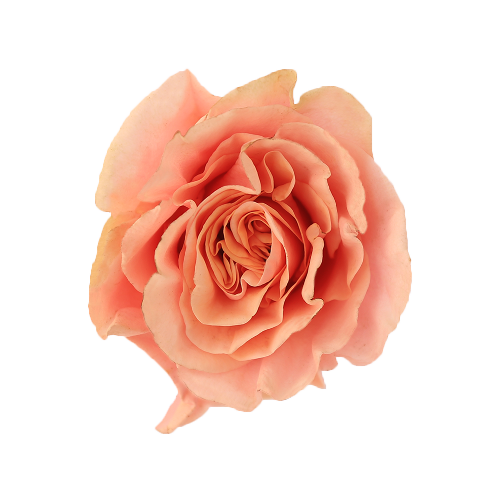 Natuflor – We treat our clients the way we treat our roses, with loyalty.